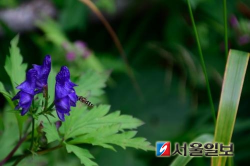 지리산 능선 투구꽃